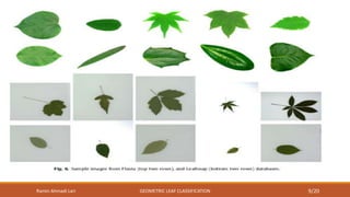 Geometric leaf classification | PPT