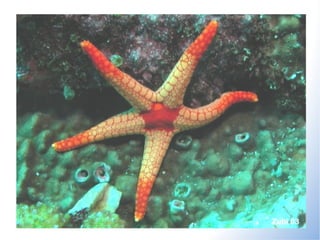 Geometry everywhere | PPT