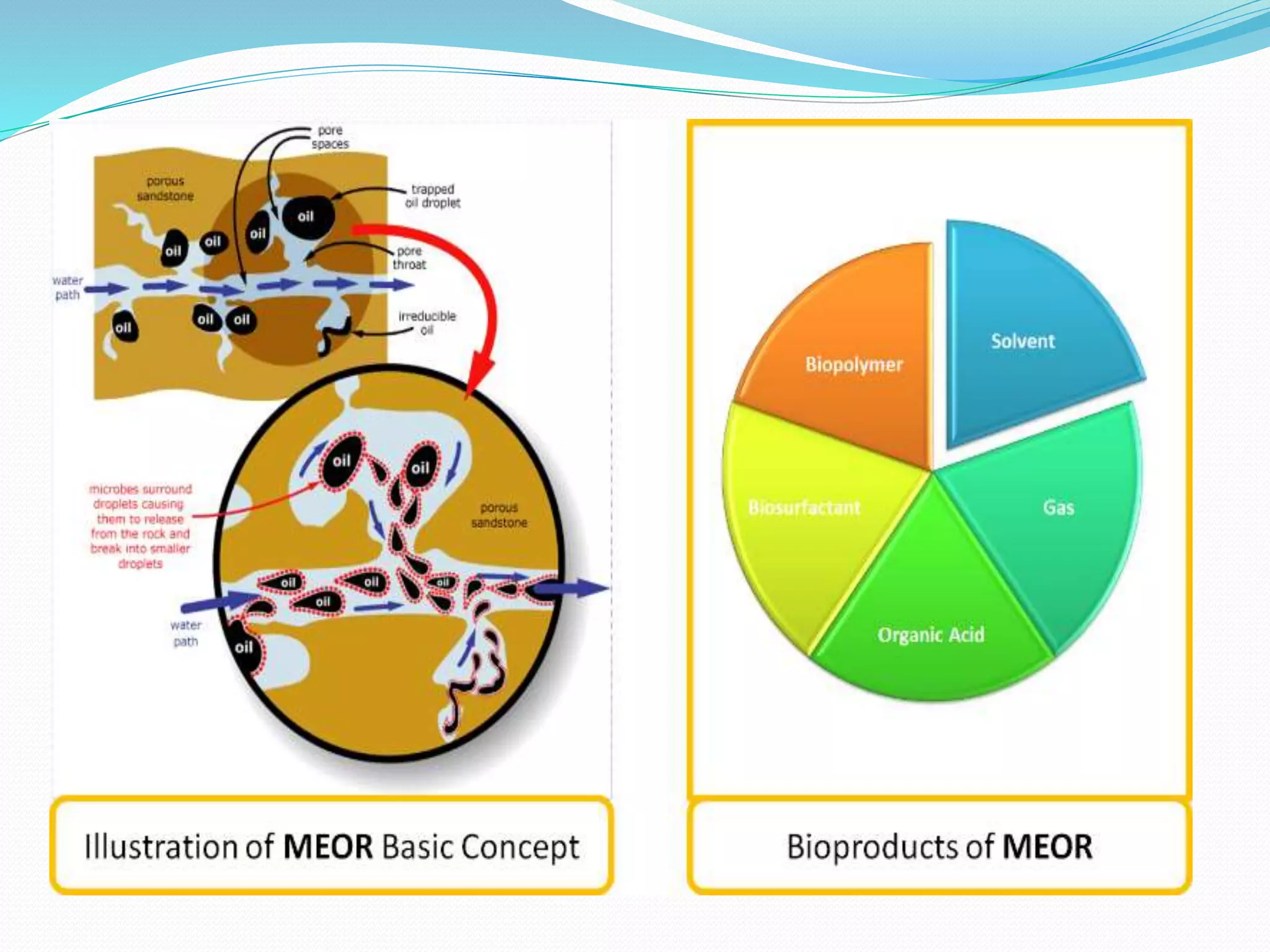 Geomicrobiology | PPTX