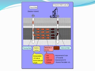 Geomicrobiology | PPTX