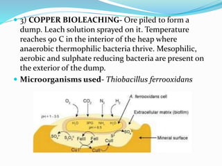 Geomicrobiology | PPTX