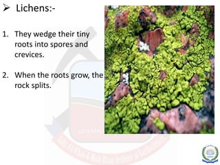 Weathering & it types | PPTX