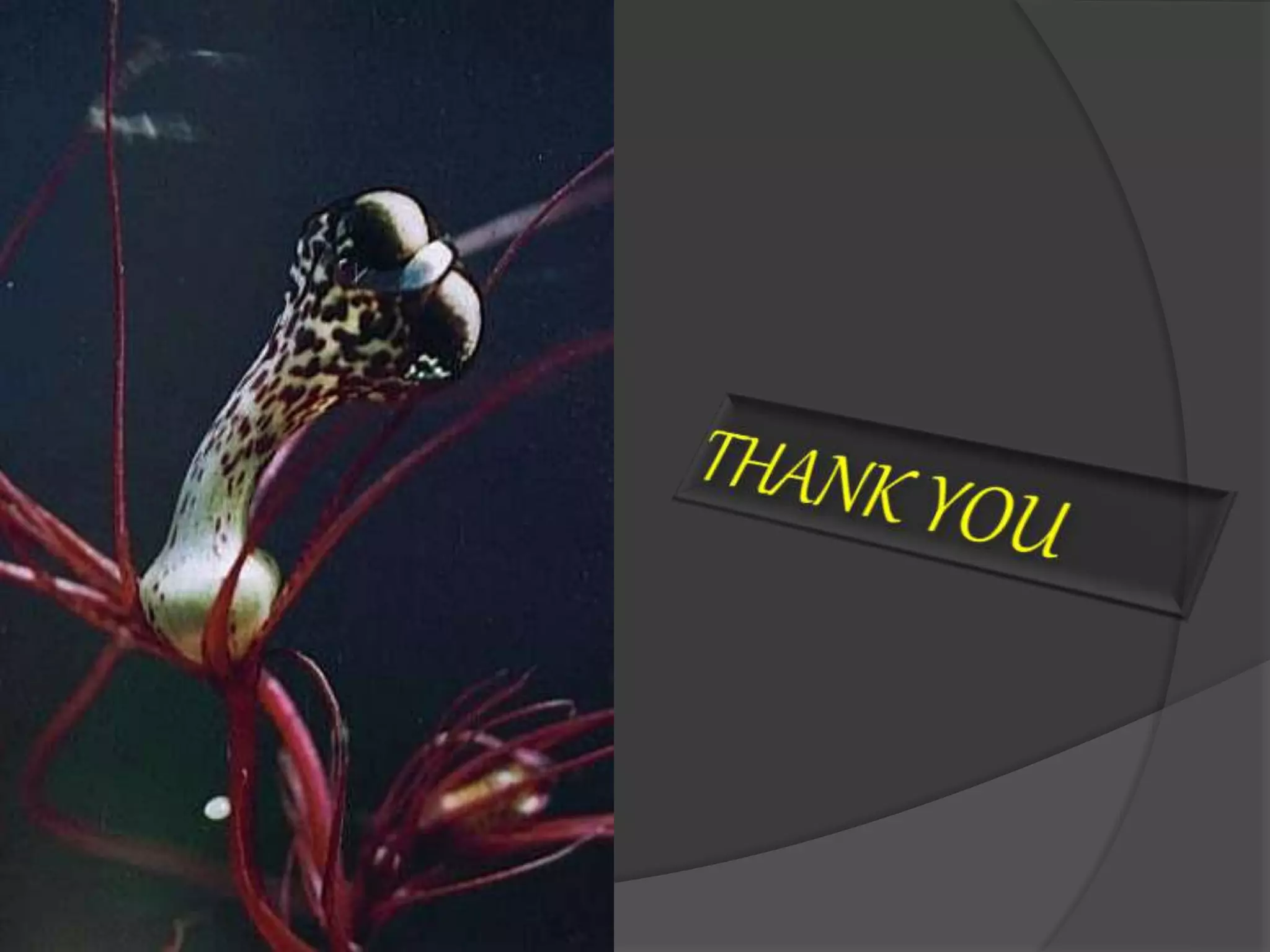 Geophytes of western ghats | PPTX