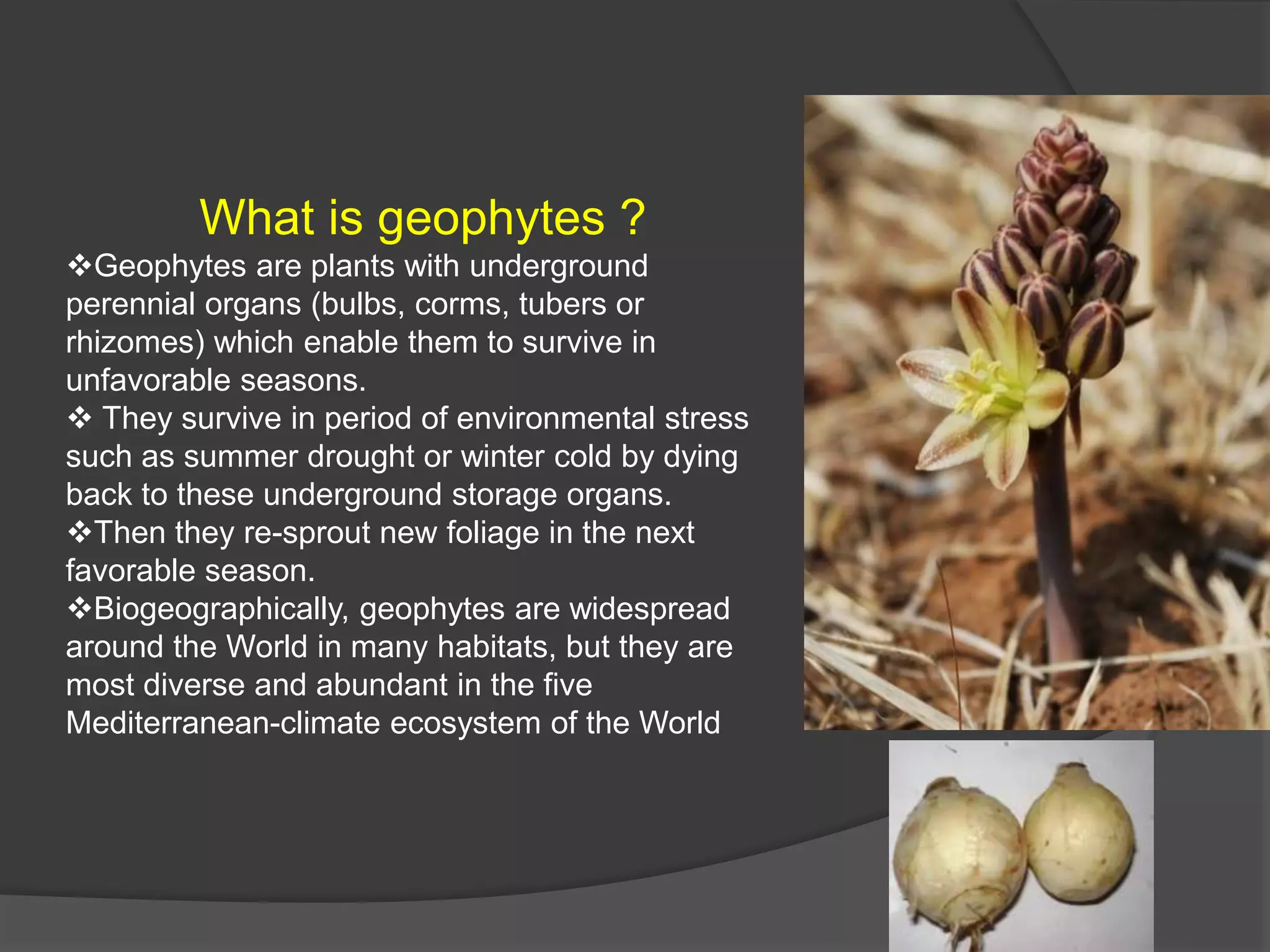 Geophytes of western ghats | PPTX