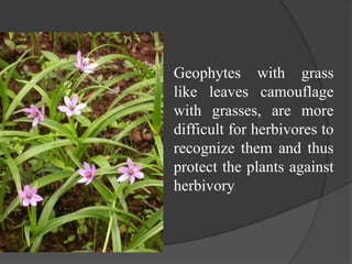 Geophytes of western ghats | PPTX