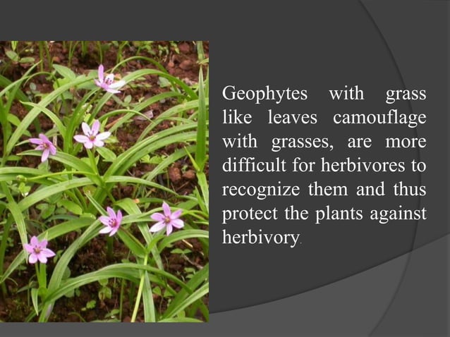 Geophytes of western ghats | PPTX | Gardening | Home & Garden