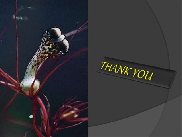 Geophytes of western ghats | PPTX | Gardening | Home & Garden