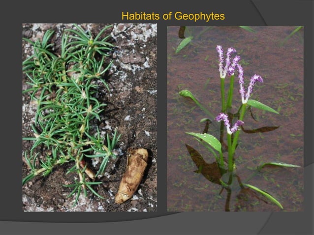 Geophytes of western ghats | PPTX | Gardening | Home & Garden