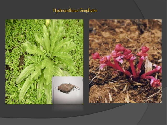 Geophytes of western ghats | PPTX | Gardening | Home & Garden