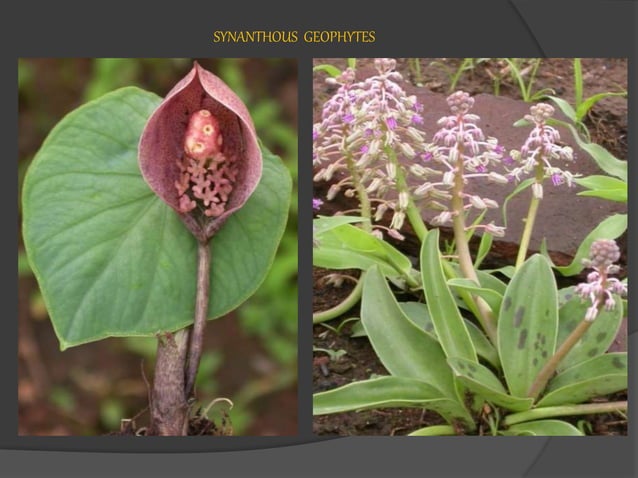 Geophytes of western ghats | PPTX | Gardening | Home & Garden