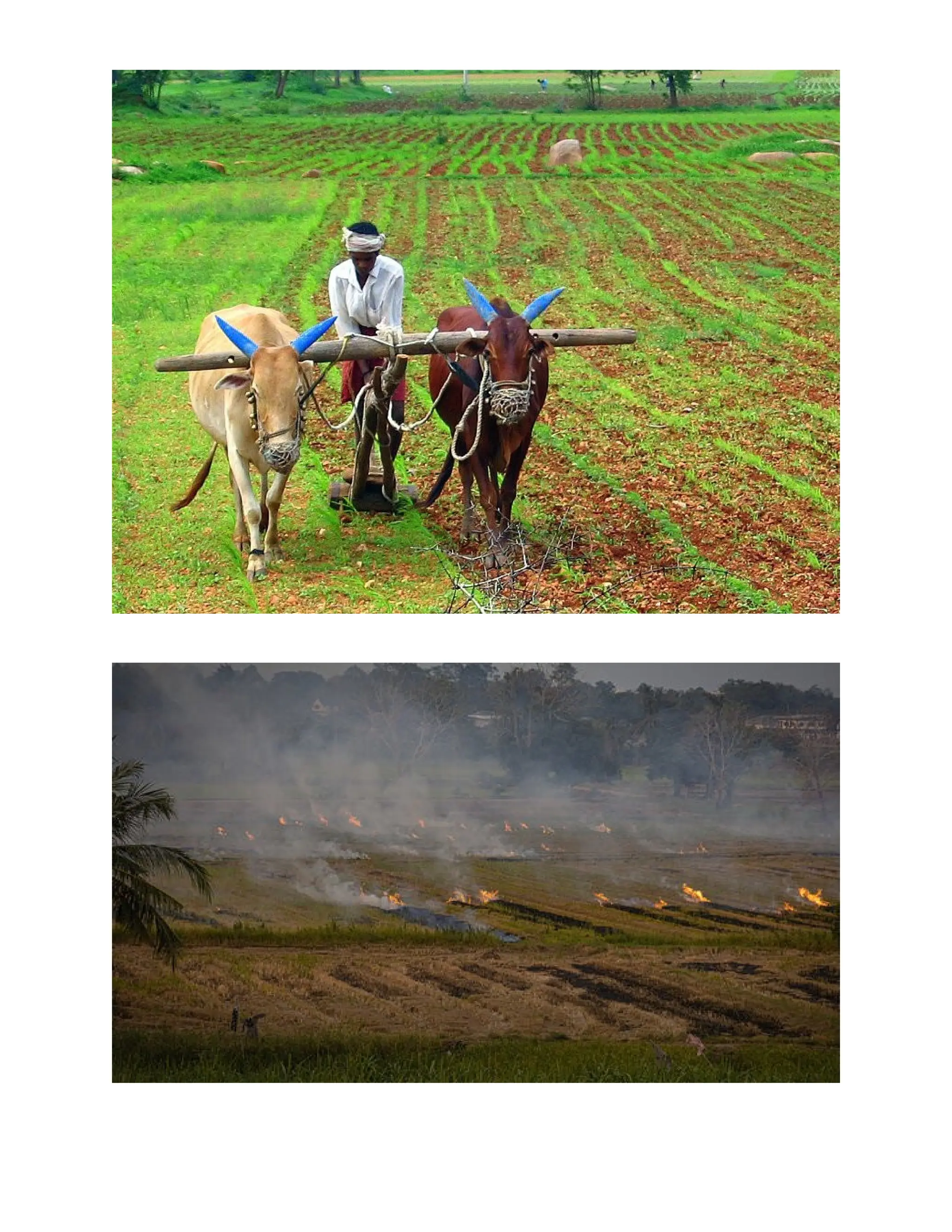 A project on different types of farming in India | PDF