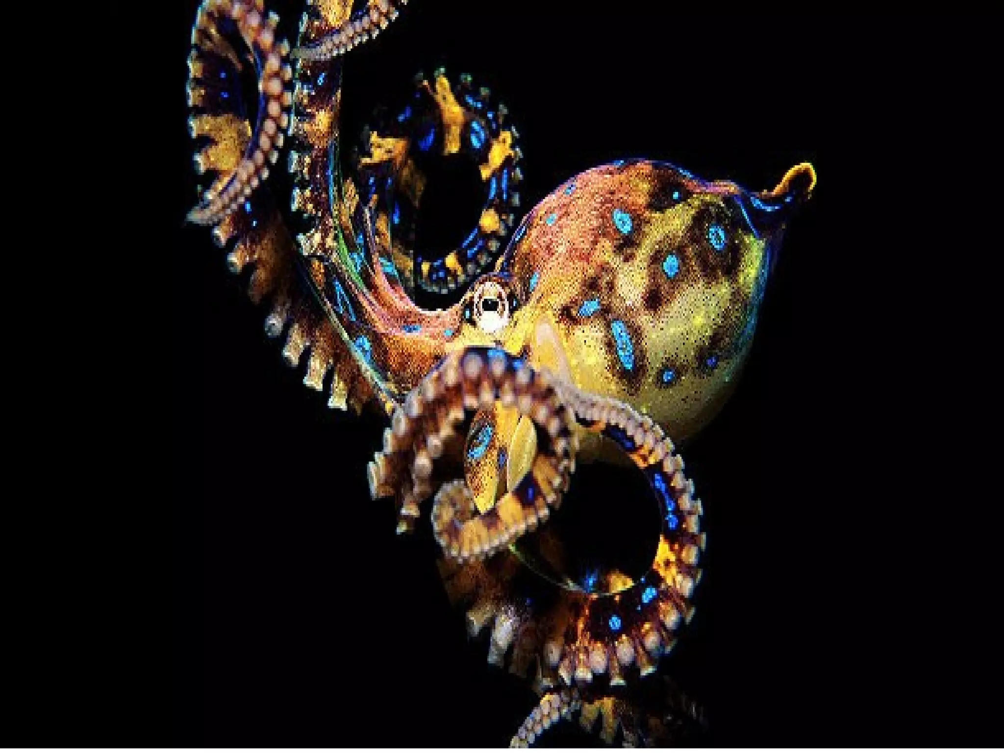 George blue ringe octopus | PPT