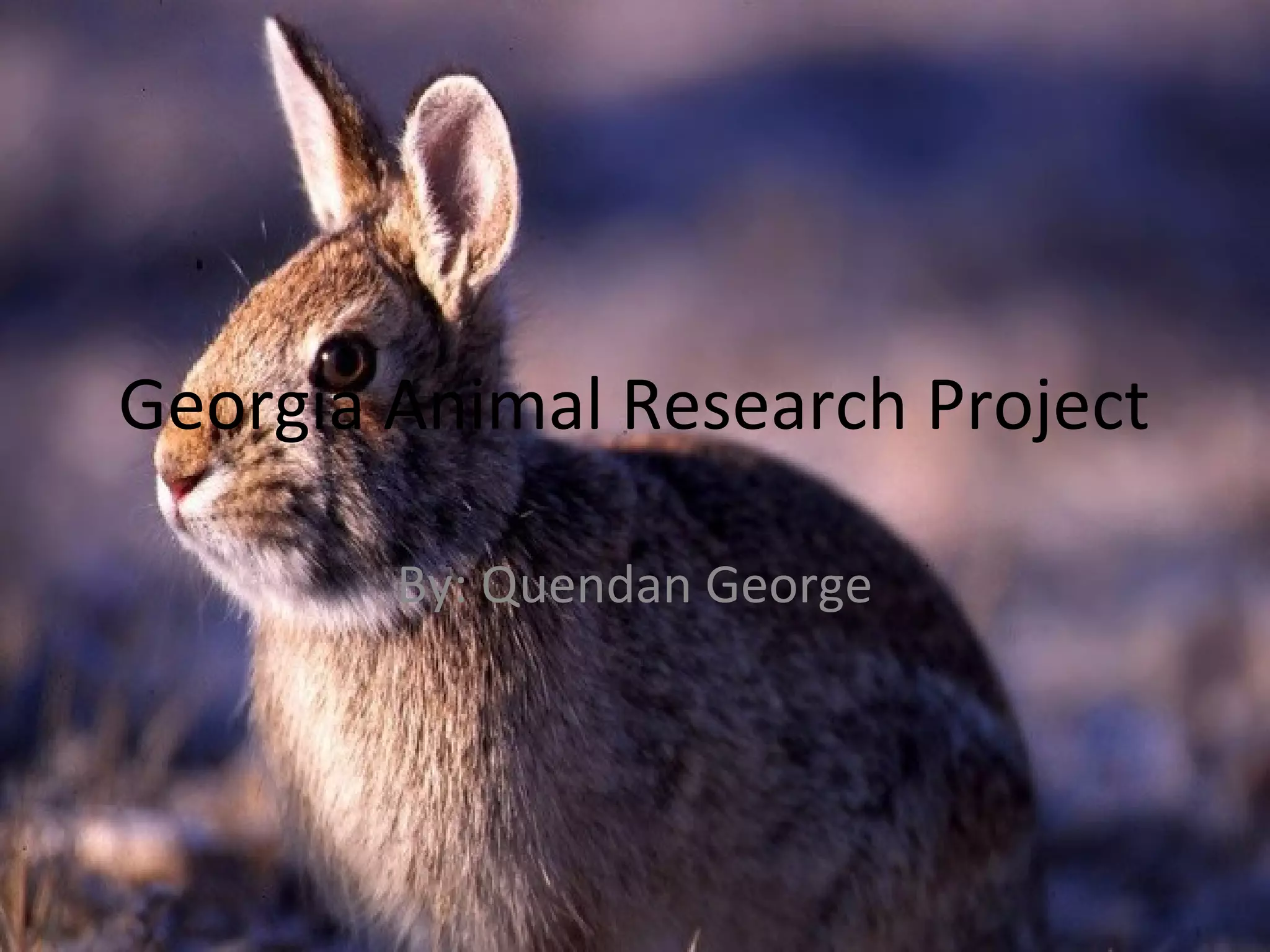 Georgia animal research project quendan | PPT