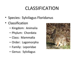 Georgia animal research project quendan | PPT