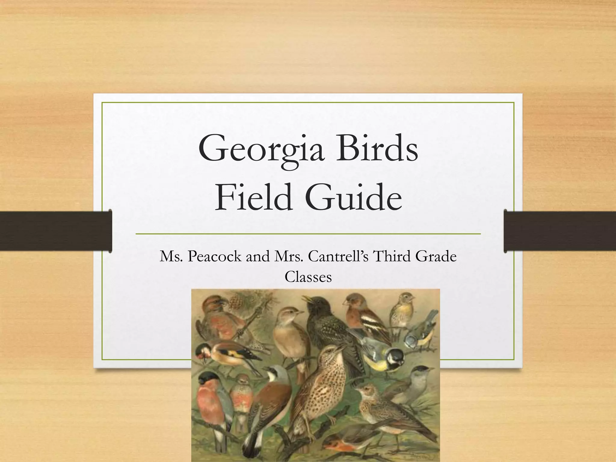 Georgia birds field guide by Ms. Peacock's and Mrs. Cantrell's third ...