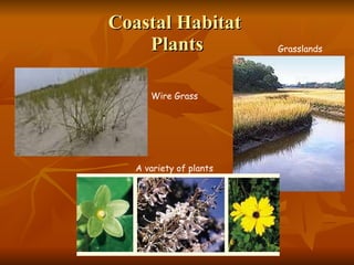 Coastal Plain Animals And Plants