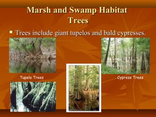 Georgia habitats | PPT