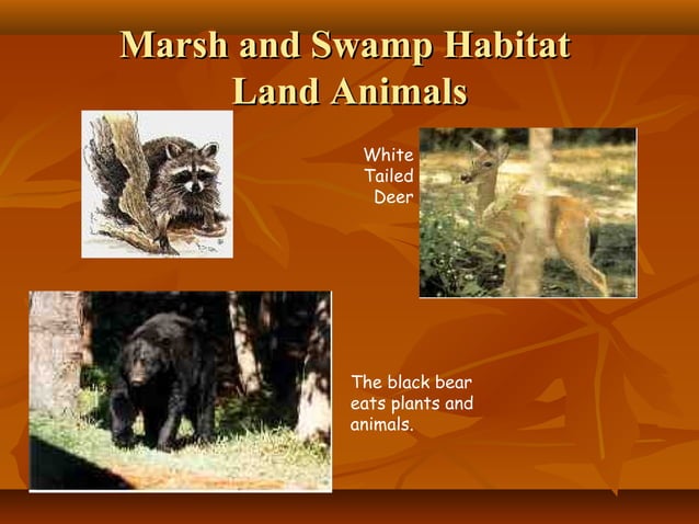 Georgia habitats | PPT