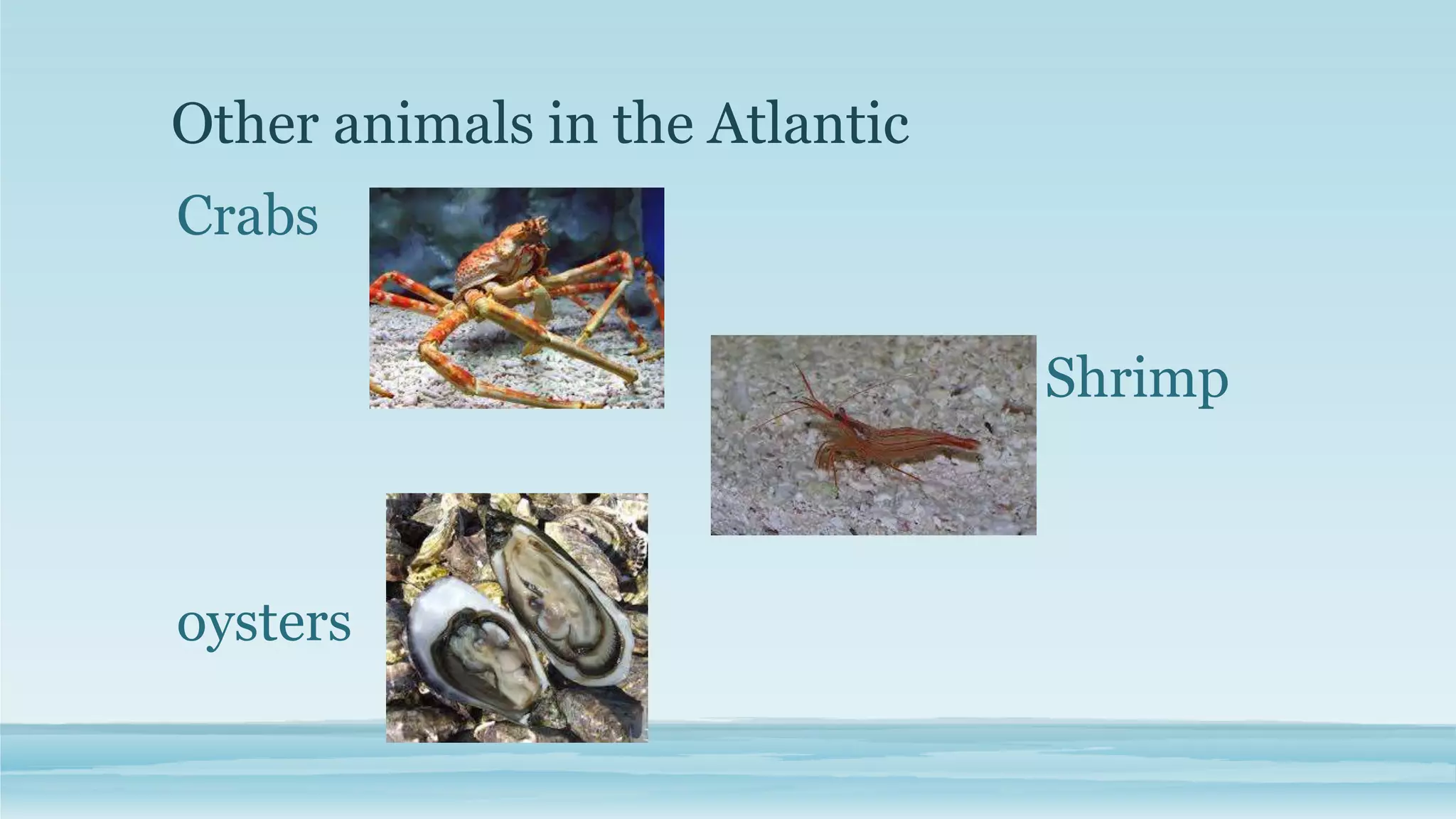 Georgia Habitats Atlantic Ocean | PPTX