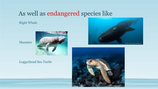 Georgia Habitats Atlantic Ocean | PPTX