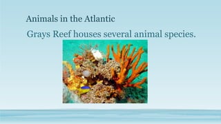Georgia Habitats Atlantic Ocean | PPTX
