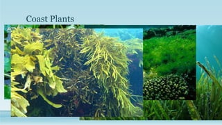 Atlantic Ocean Plants