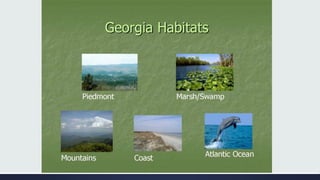 Georgia Habitats: Mountains | PPTX