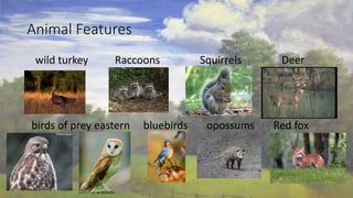 Georgia Habitats Piedmont | PPTX