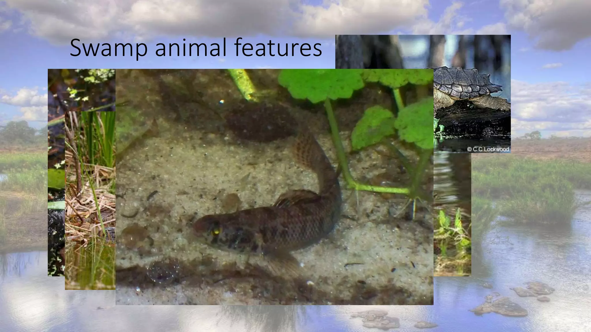 Georgia habitats Swamps Marsh | PPTX