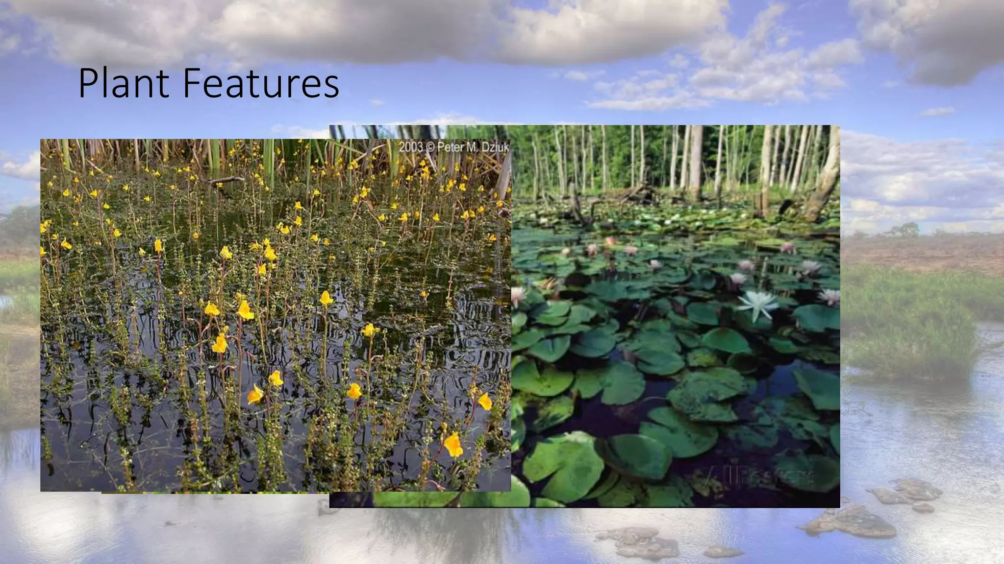 Georgia habitats Swamps Marsh | PPTX