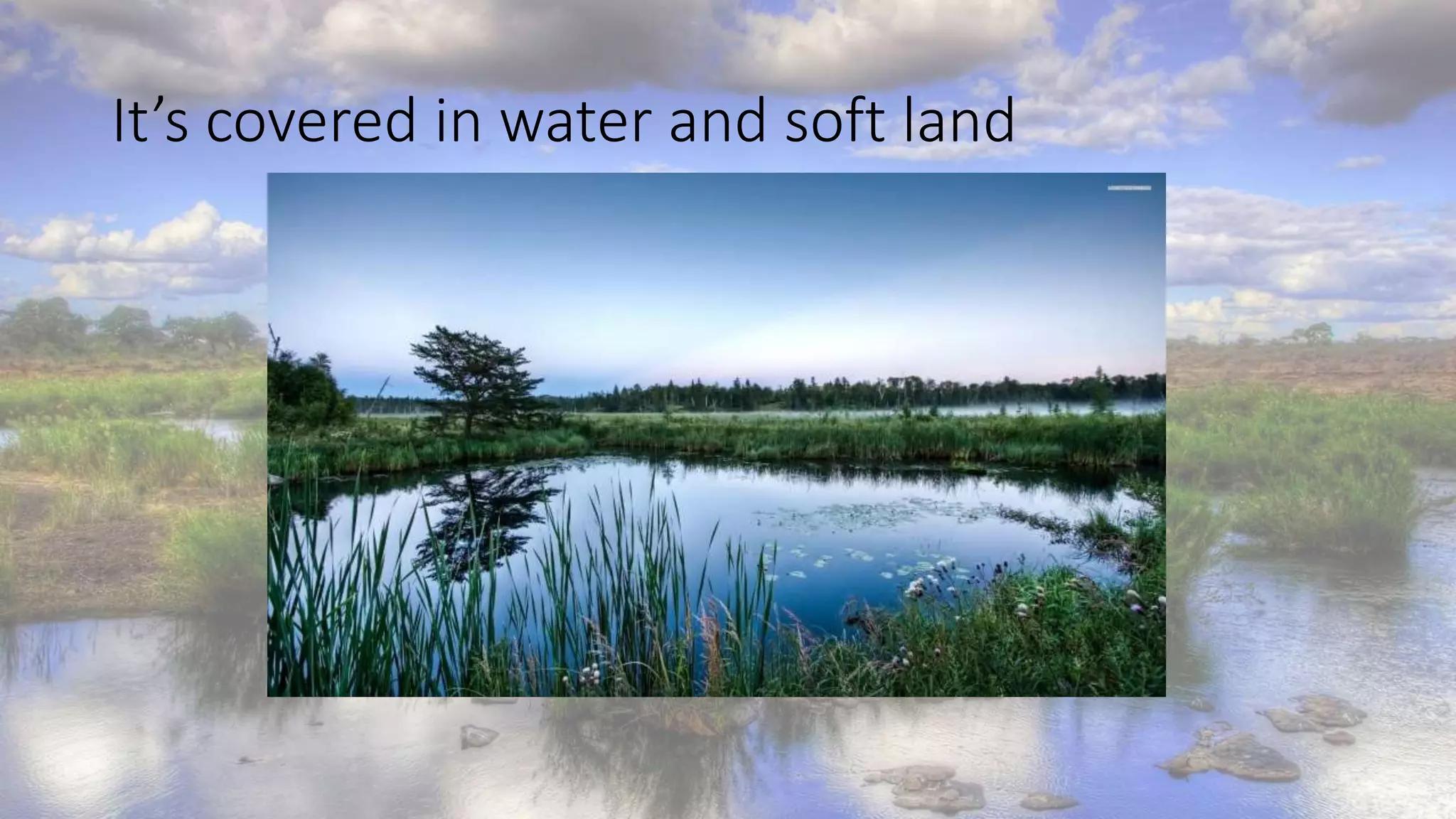 Georgia habitats Swamps Marsh | PPT