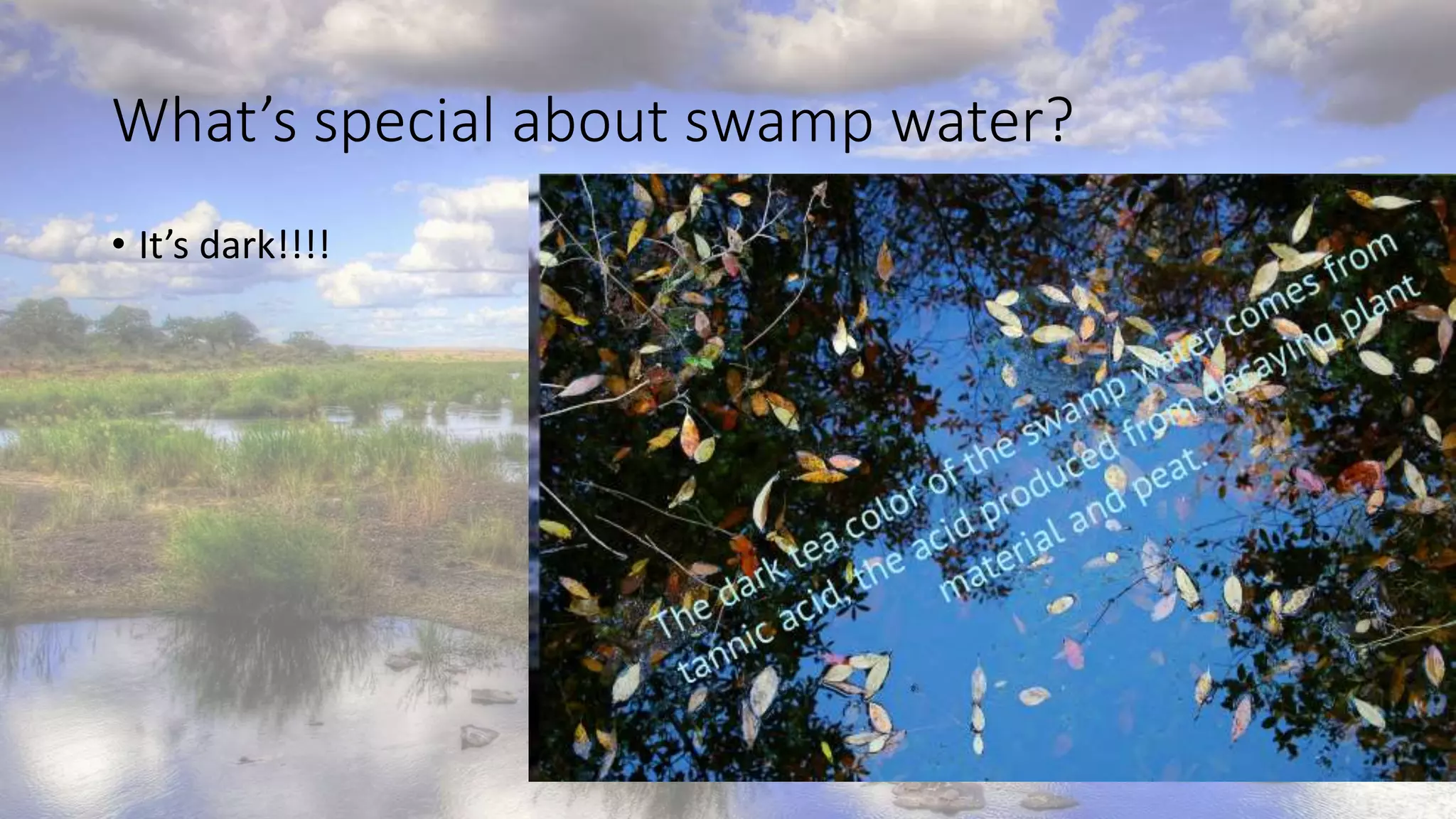 Georgia habitats Swamps Marsh | PPTX