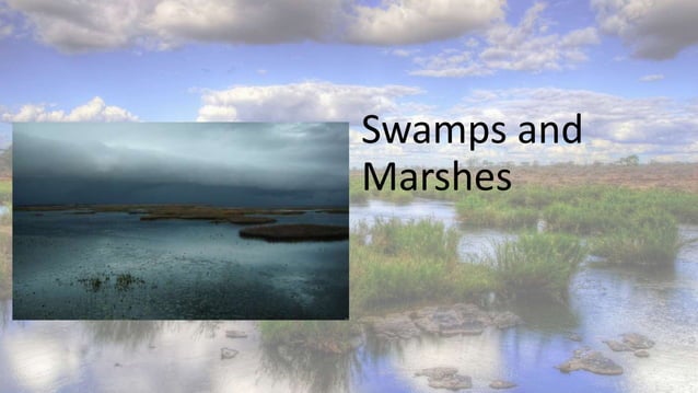 Georgia habitats Swamps Marsh | PPT