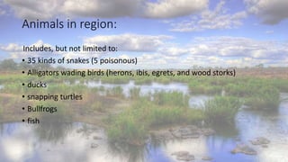 Georgia habitats Swamps Marsh | PPTX