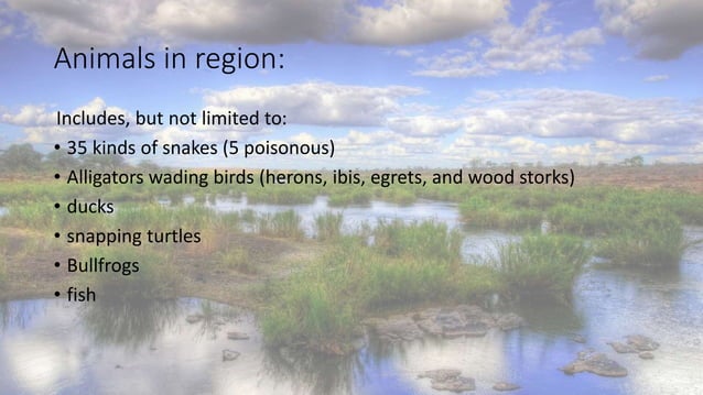 Georgia habitats Swamps Marsh | PPT
