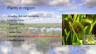 Swamps And Marshes Plants