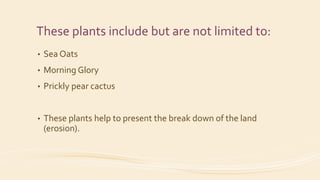 Georgia Habitats The Coast | PPTX | Geography | Science