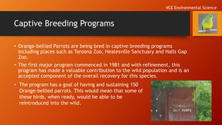 Orange Bellied Parrot - student presentation | PPT