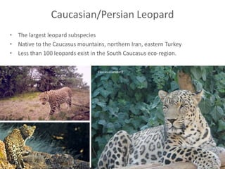 CNF Georgia Presentation | PPT