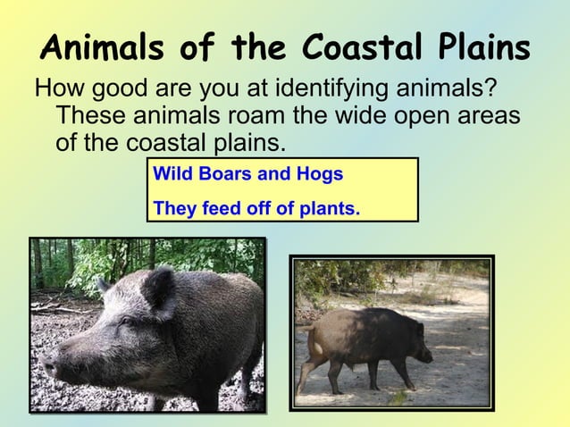 Georgia's Coastal Plain Region | PPT