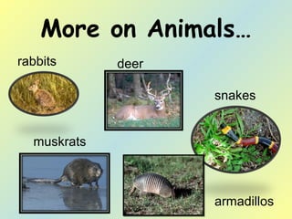 Georgia's Coastal Plain Region | PPT