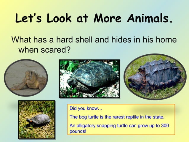 Georgia's Coastal Plain Region | PPT