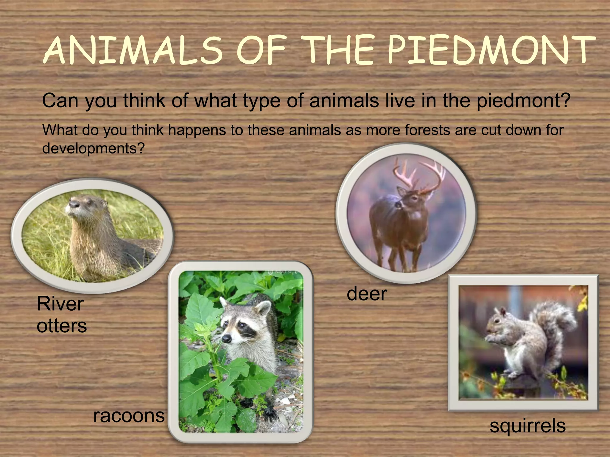 Georgia's Piedmont Region | PPT