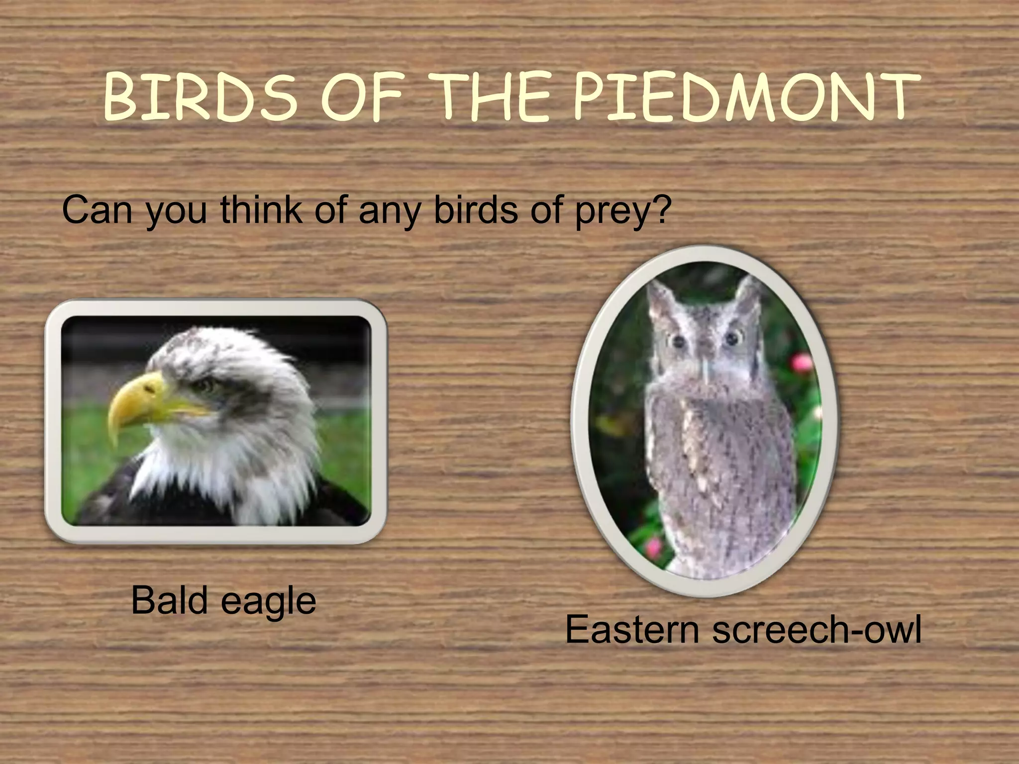 Georgia's Piedmont Region | PPT