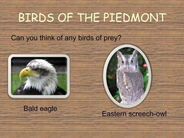 Georgia's Piedmont Region | PPT