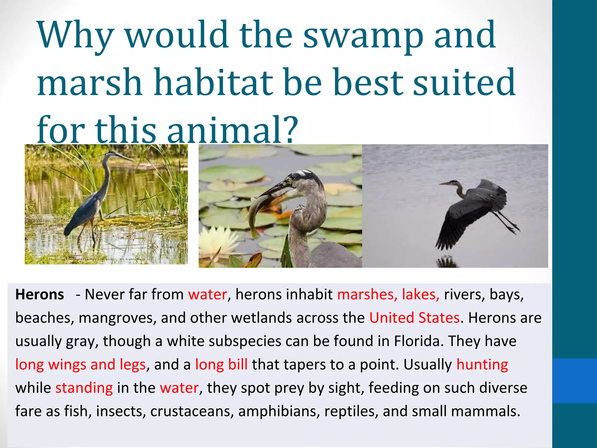 Georgia's Marsh and Swamp Habitat | PPT