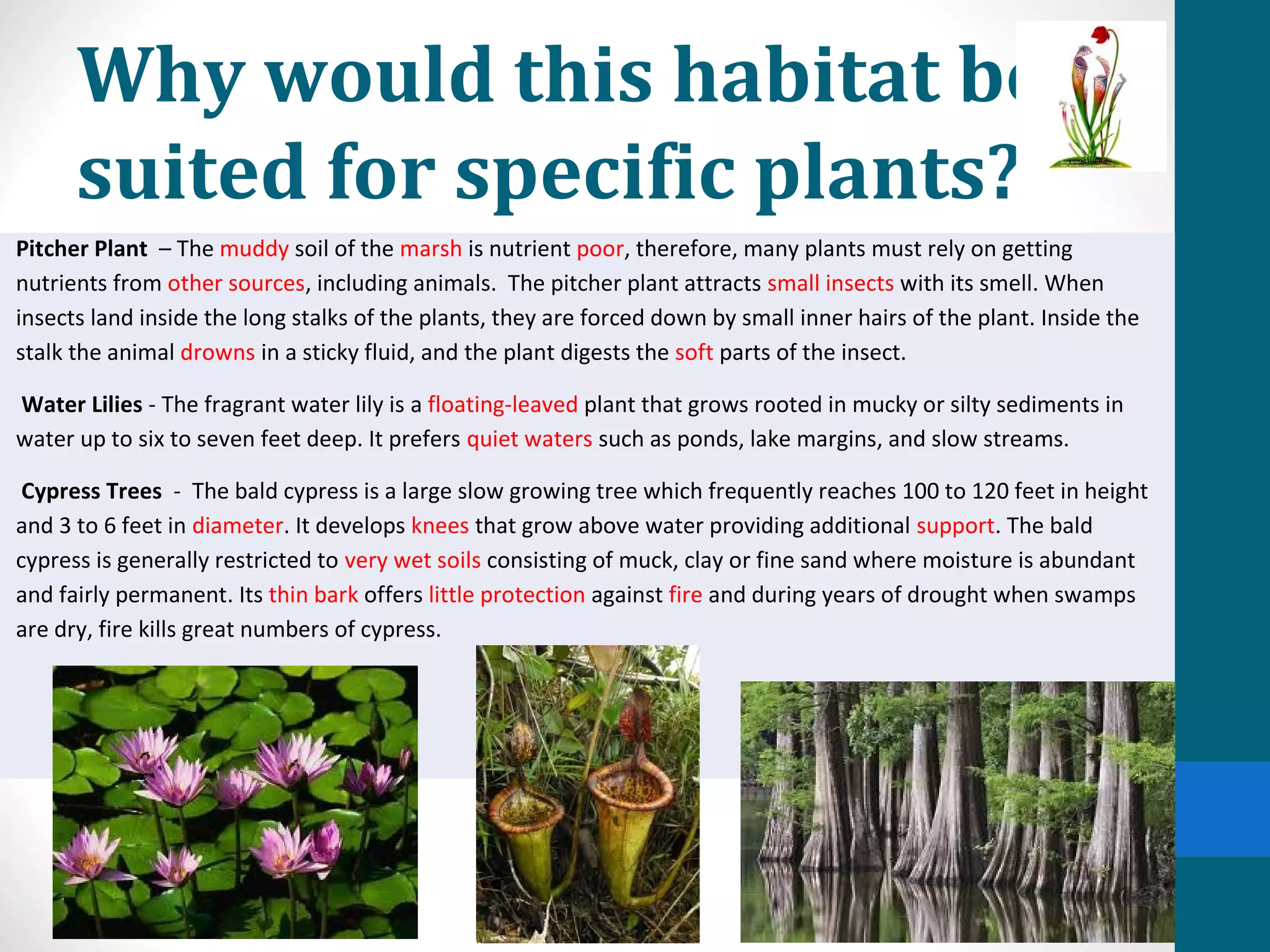 Georgia's Marsh and Swamp Habitat | PPT