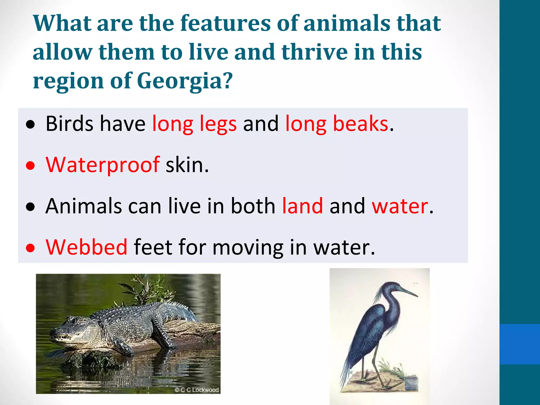 Georgia's Marsh and Swamp Habitat | PPT