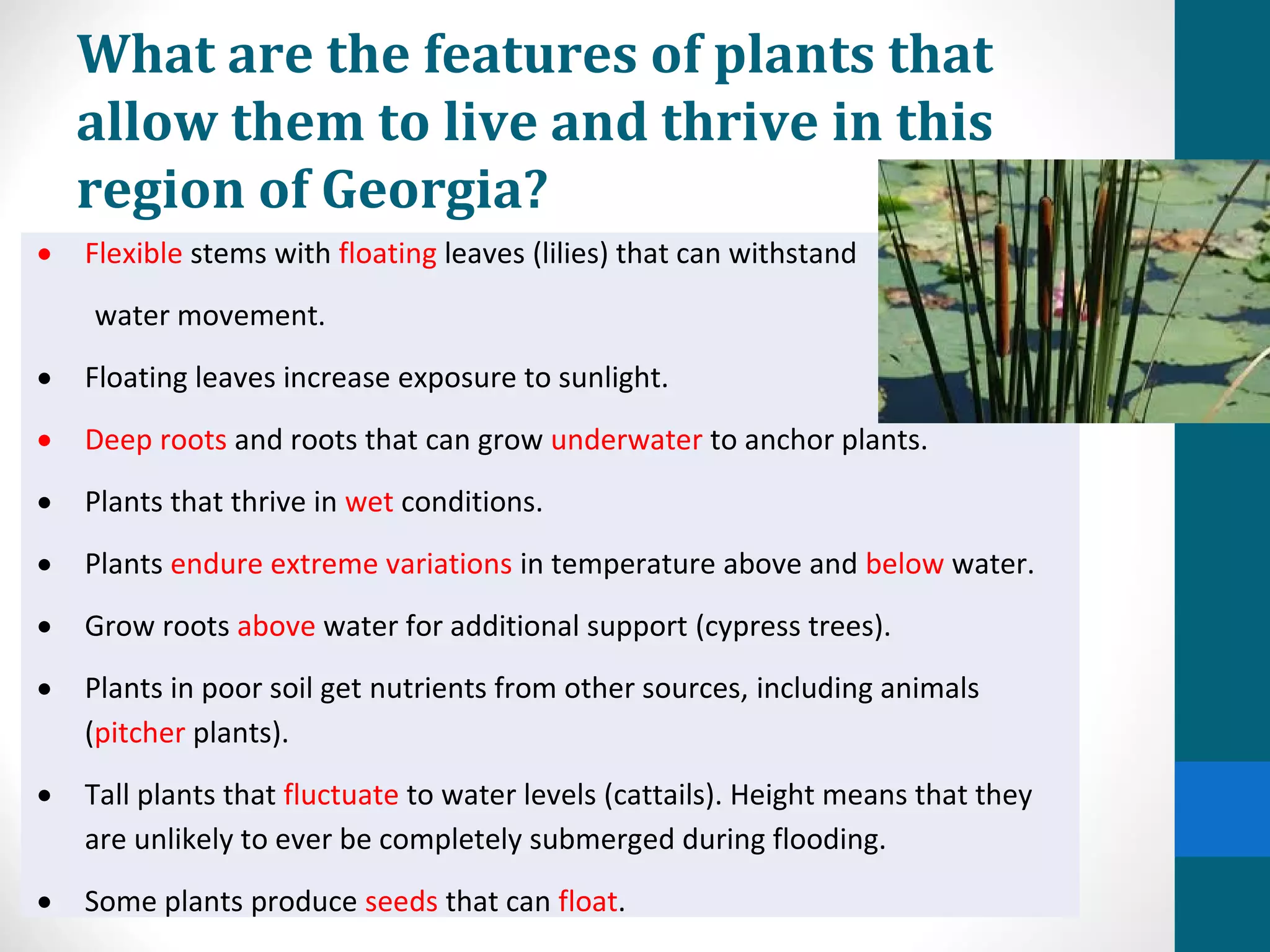 Georgia's Marsh and Swamp Habitat | PPT