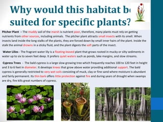 Georgia's Marsh and Swamp Habitat | PPT